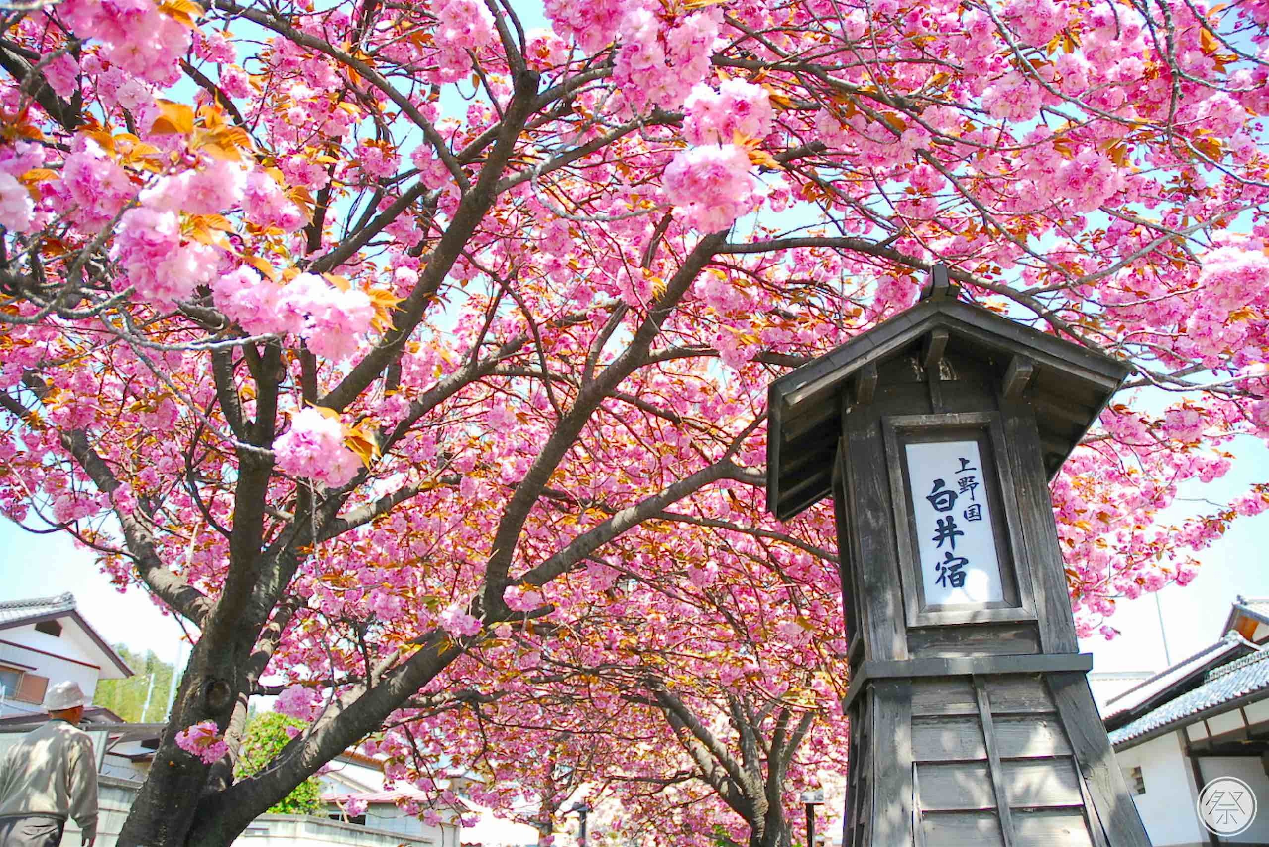 Shiroi Juku Yaezakura (Double Cherry Blossoms) Matsuri | Japanese ...